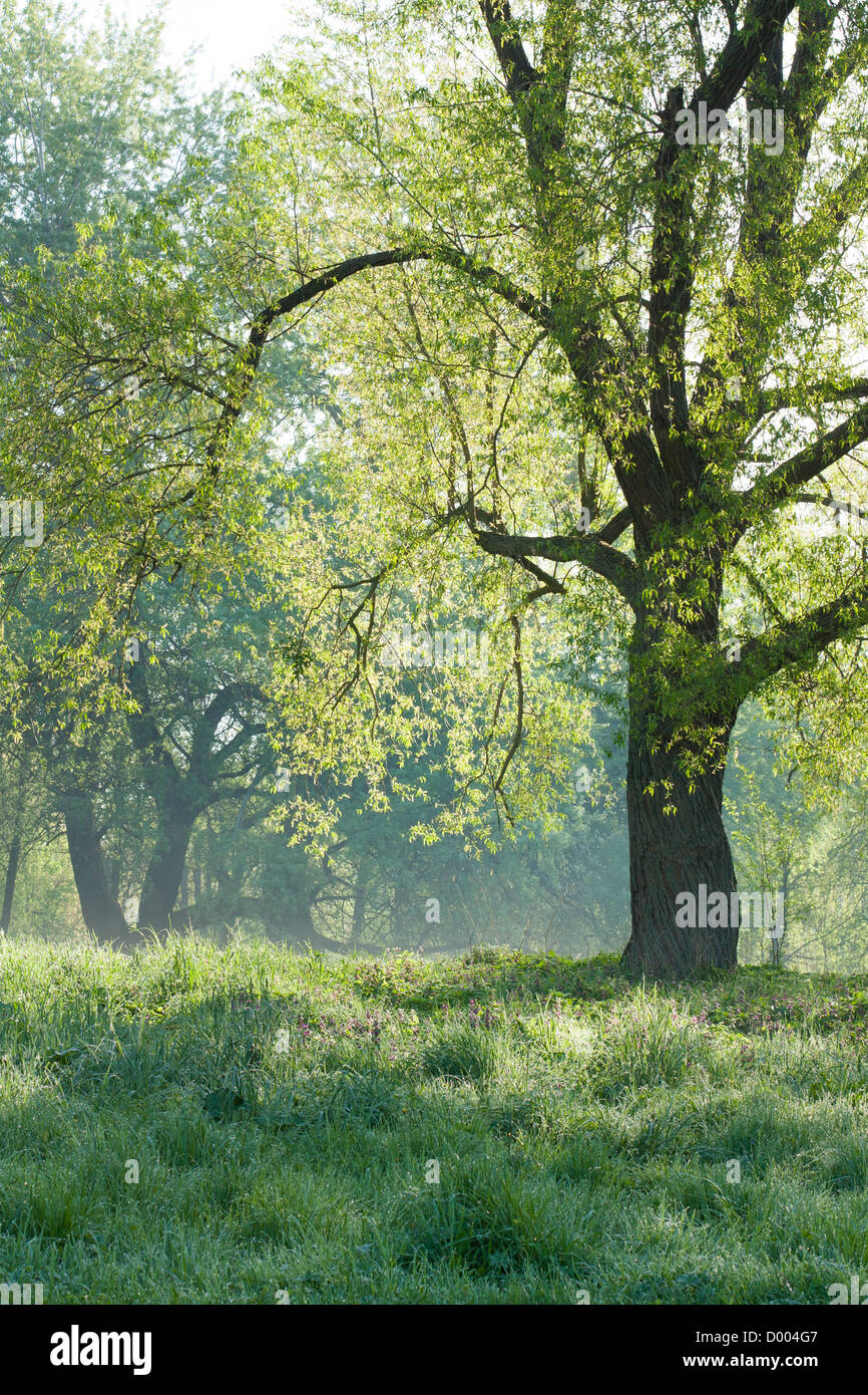 New green on the old willow - spring landscape Stock Photo - Alamy