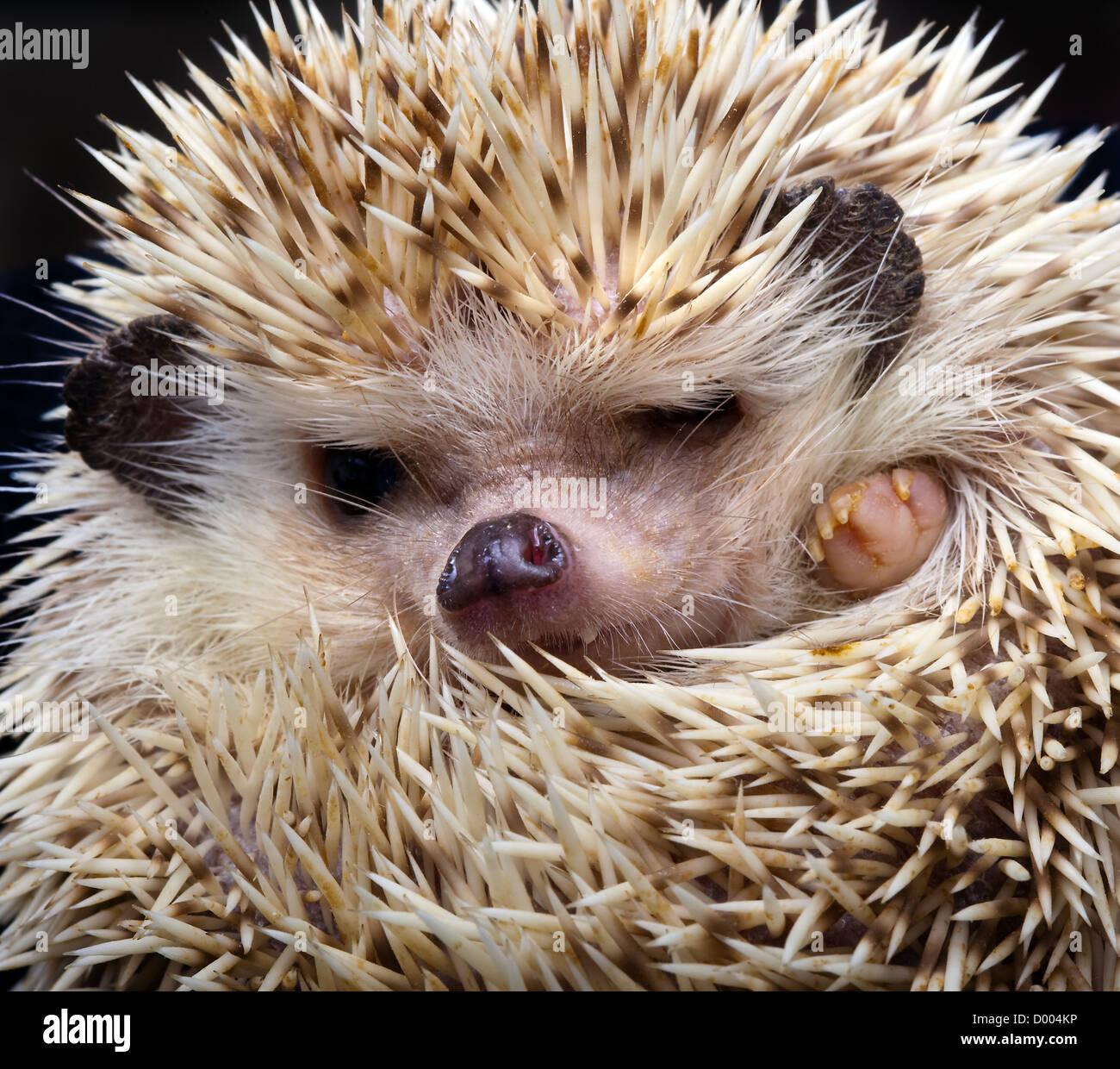 African pygmy hedgehog walking in dead leaves Stock Photo - Alamy