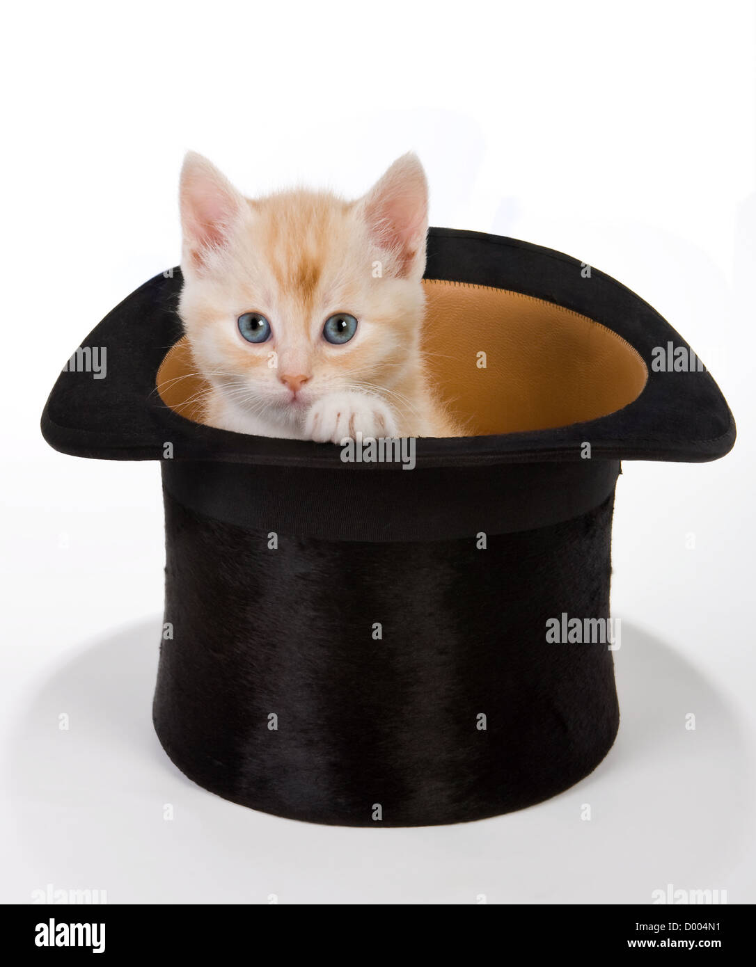 Kitten in top hat hi-res stock photography and images - Alamy