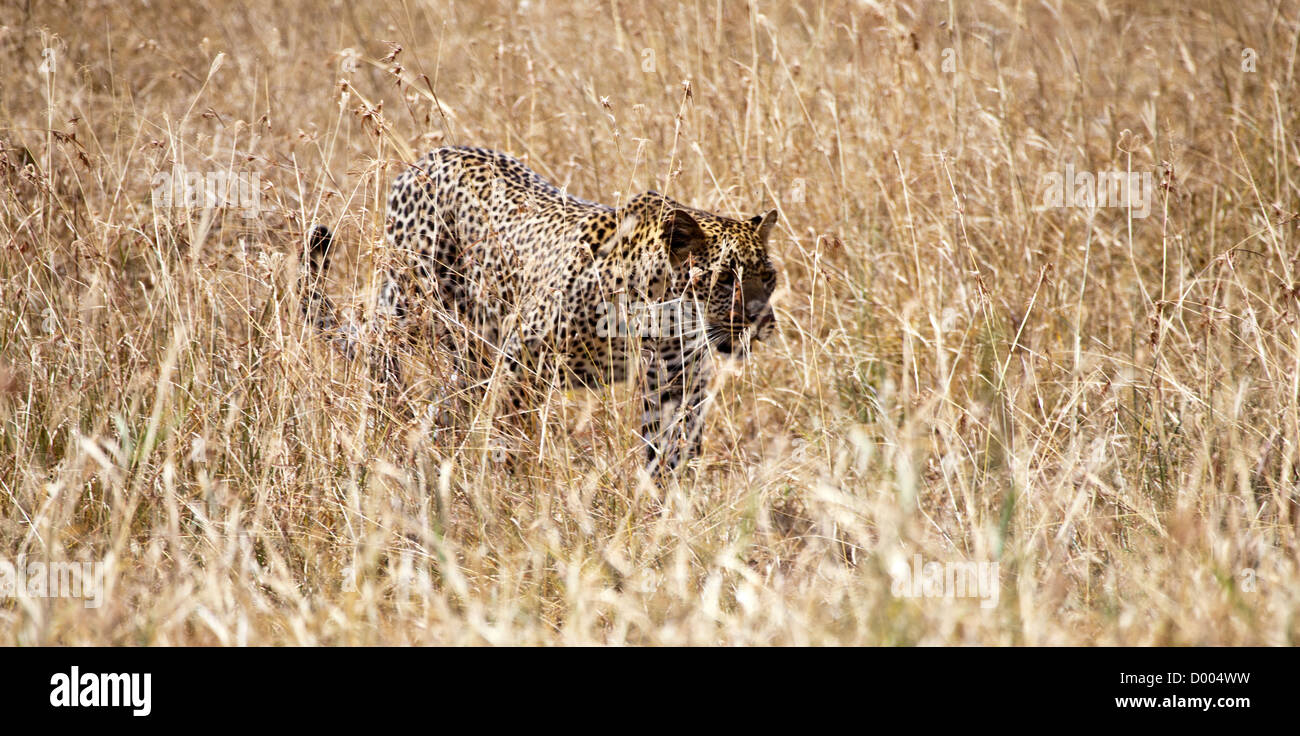 A large adult Leopard looks through the tall grasses of the savanna in ...