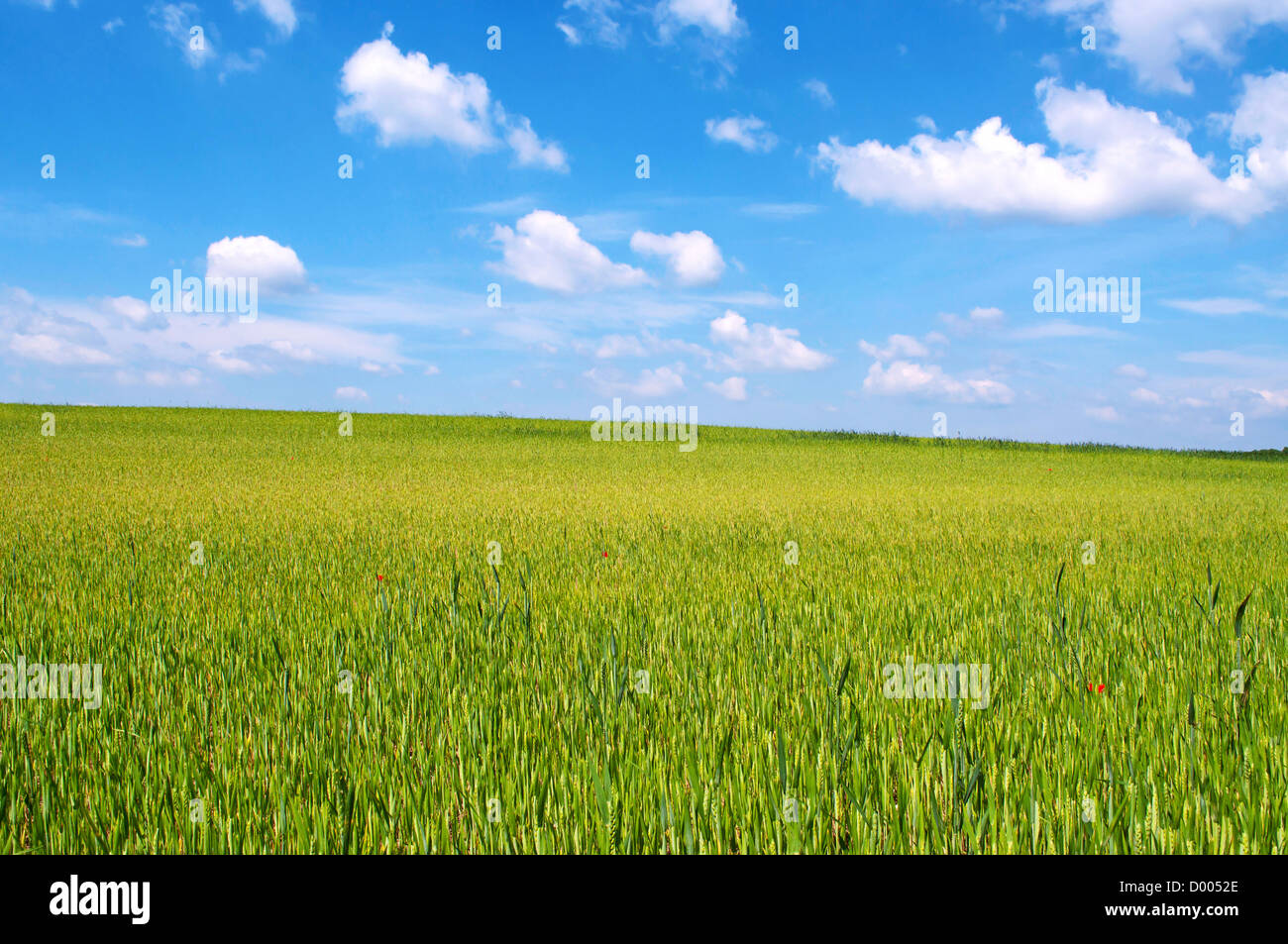 Wheat-field in sunshine in spring Stock Photo - Alamy