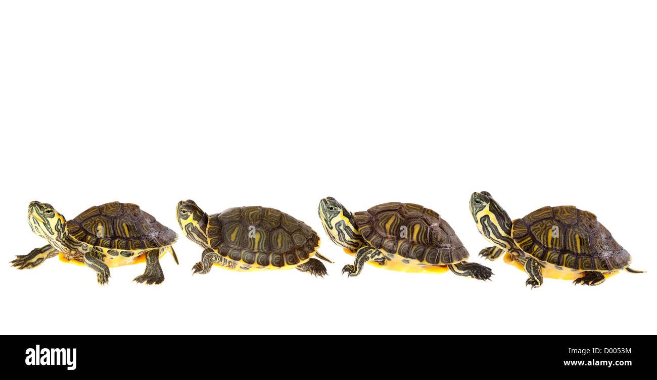 Family of funny green turtles on parade or walking around Stock Photo ...