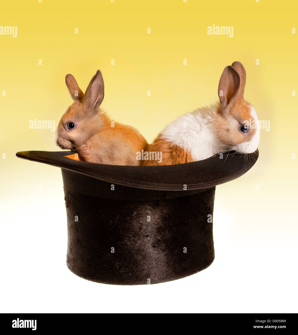 Black bunny hat hi-res stock photography and images - Alamy