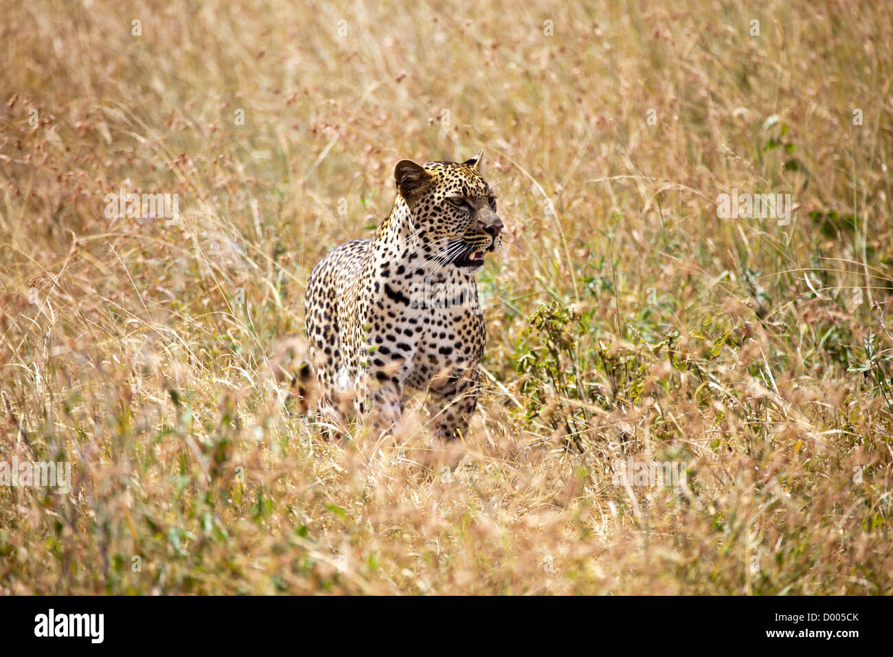 A large adult Leopard looks through the tall grasses of the savanna in ...
