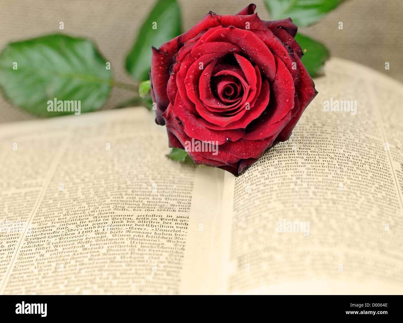 an open book covered with a red rose Stock Photo - Alamy