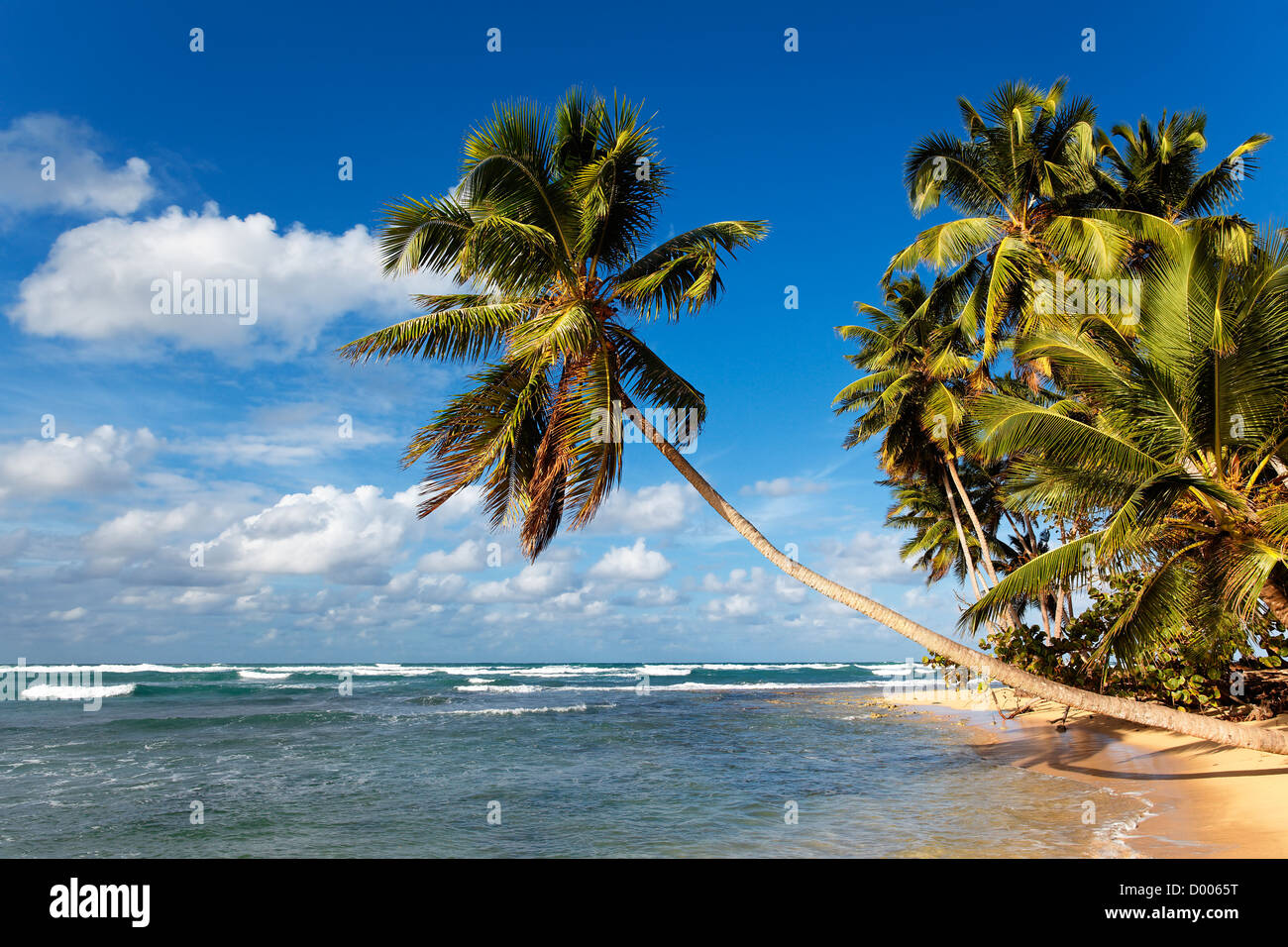 beautiful caribbean beach with palm trees and blue sky Stock Photo - Alamy