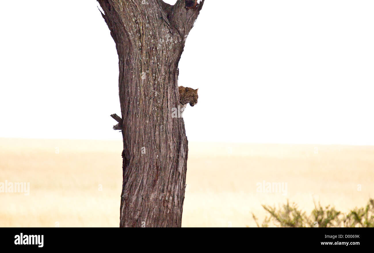 An adult Leopard climbs a tree in Serengeti National Park, Tanzania ...