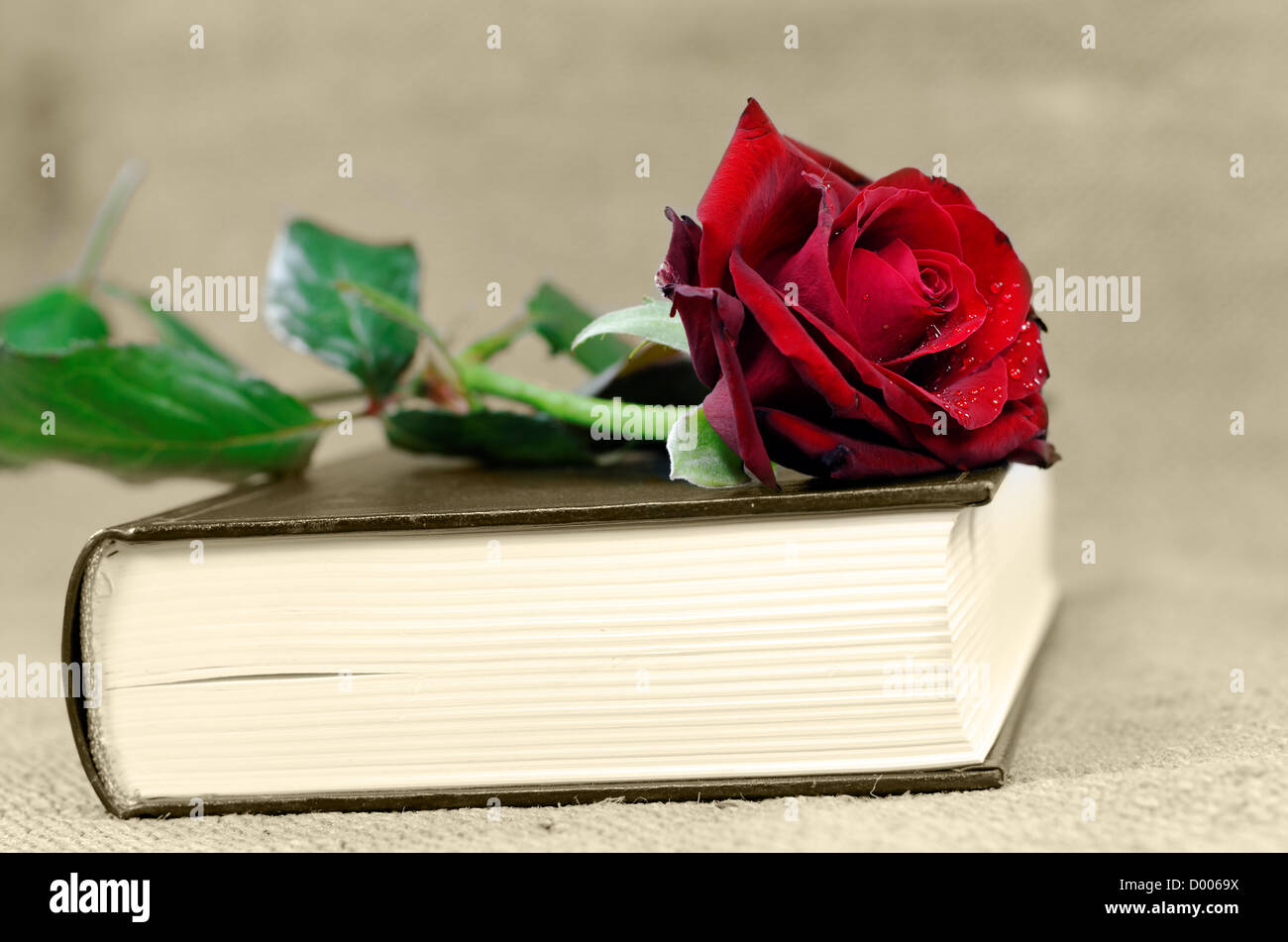 a book covered with a red rose Stock Photo - Alamy