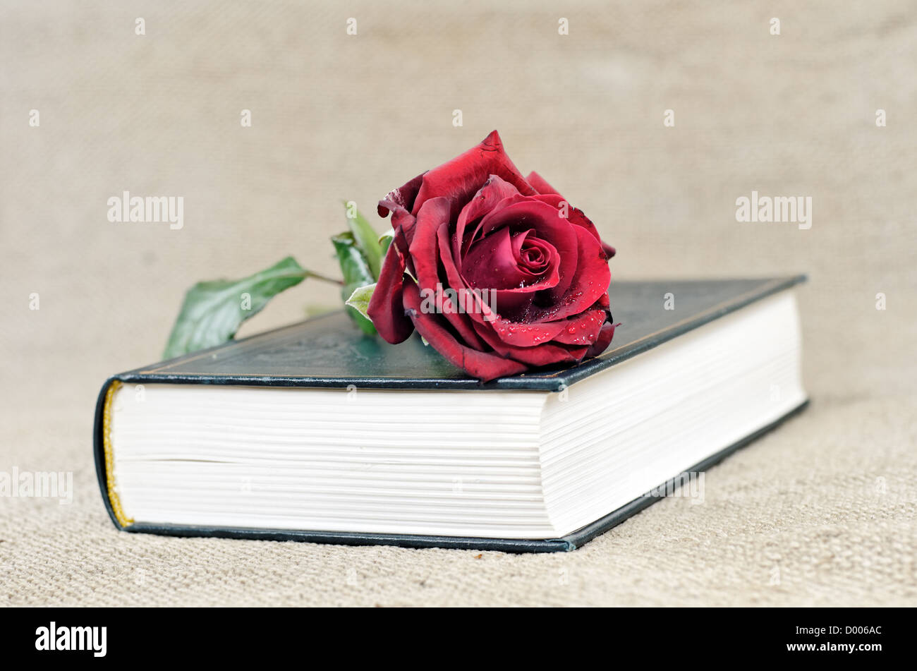 a book covered with a red rose Stock Photo - Alamy