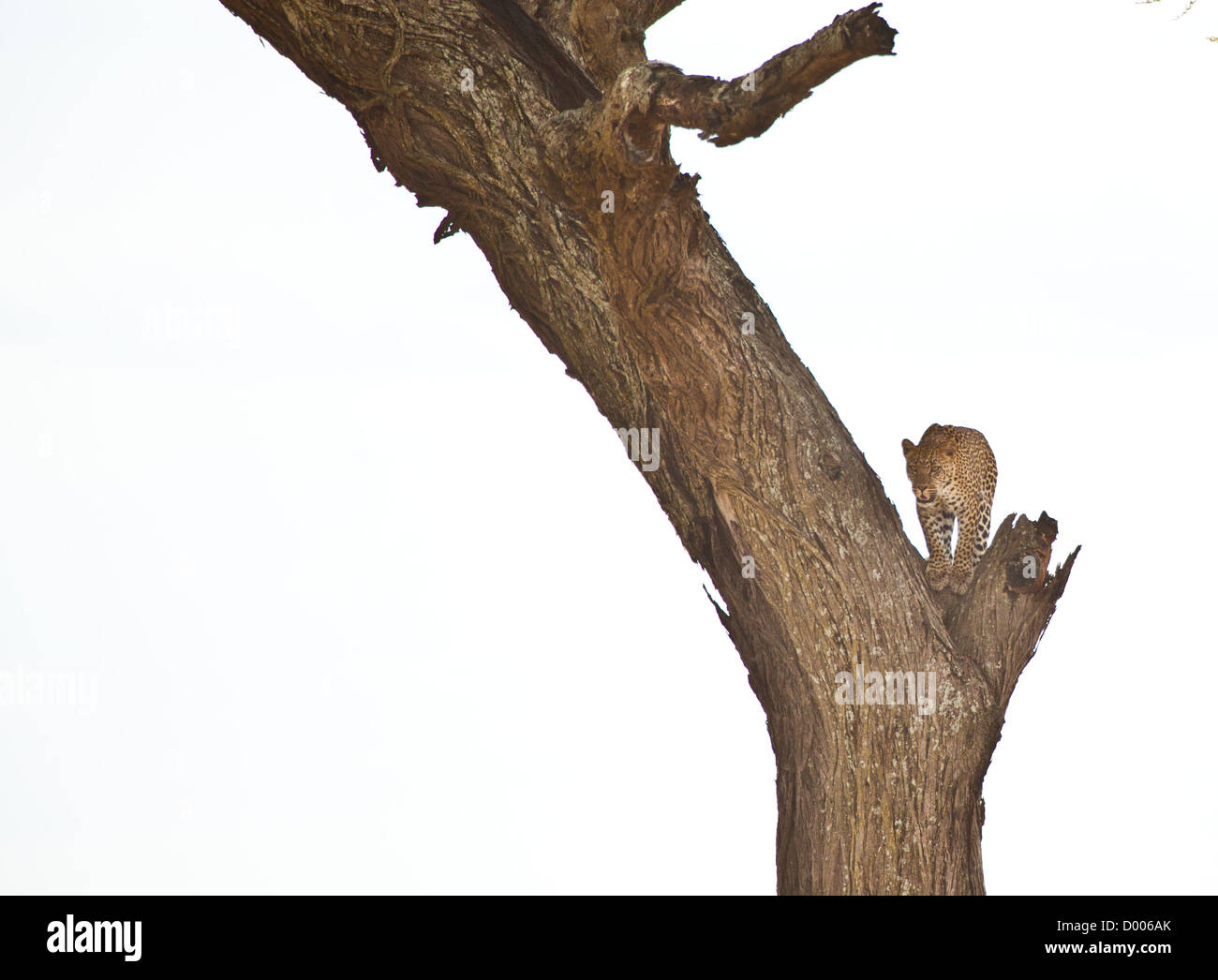 An adult Leopard climbs a tree in Serengeti National Park, Tanzania ...