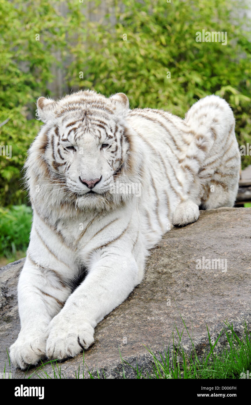 a white tiger in a zoo Stock Photo - Alamy