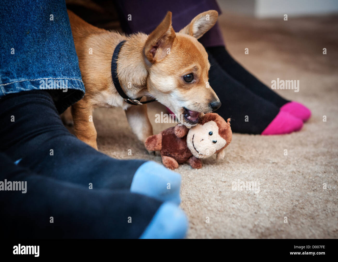 Socked feet and dog hi-res stock photography and images - Alamy