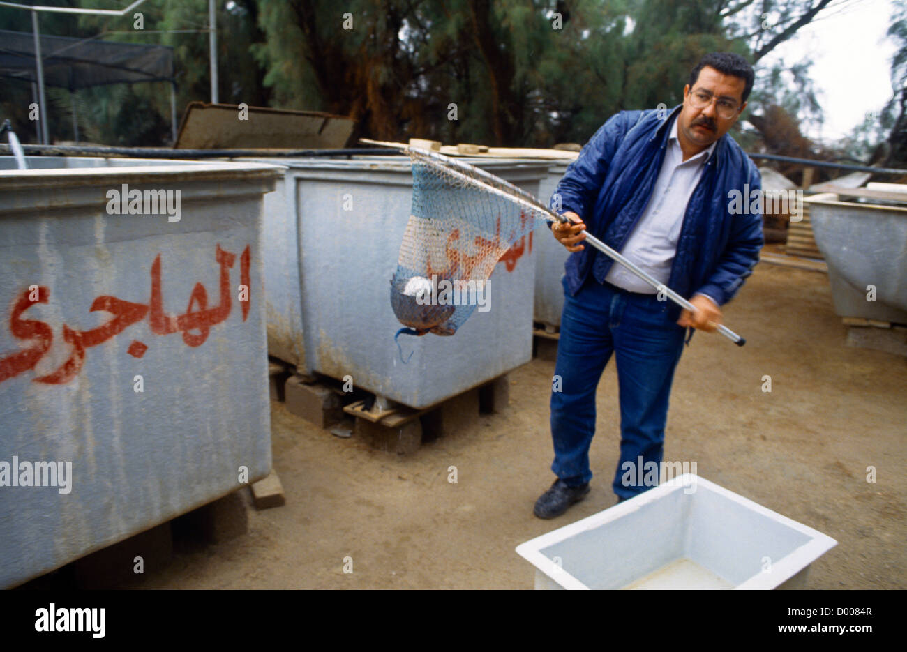 Wafra Kuwait Tanks At Fish Farm Stock Photo - Alamy