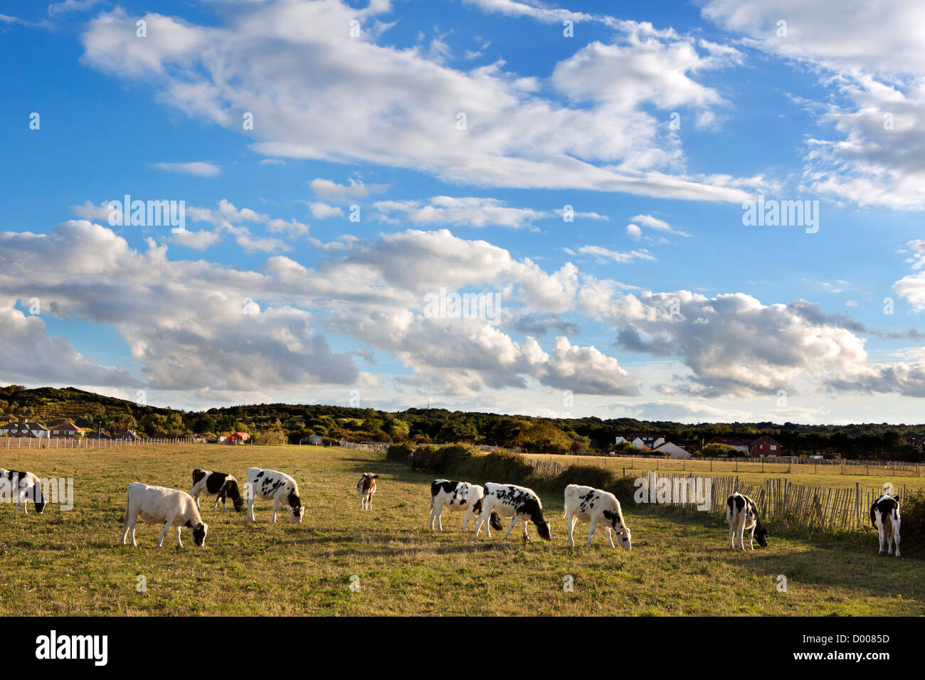 Dairy milk milking cow cows hi-res stock photography and images - Alamy