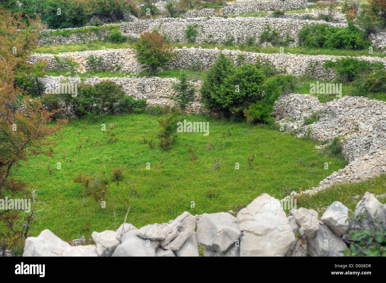 Sheep pasture, drystone walls, Rudine, Krk island, Croatia Stock Photo ...