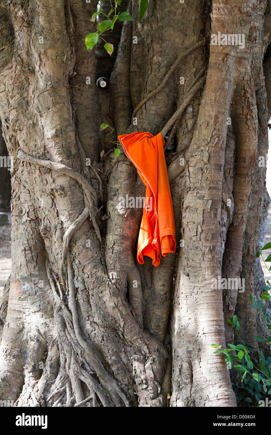 Monk Robe hanging in a Tree in Ayutthaya, Thailand Stock Photo - Alamy