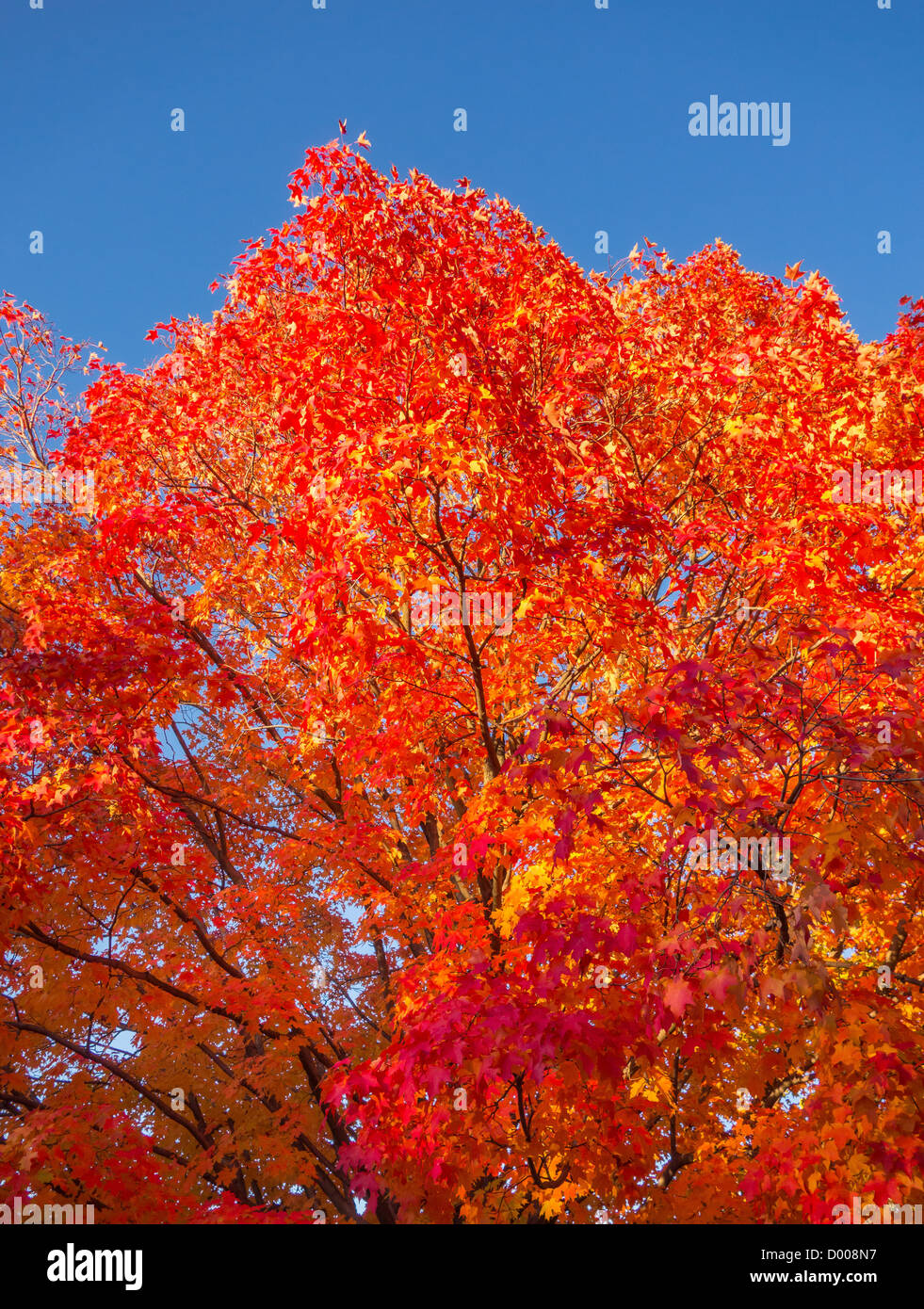 Red leaves during fall season hi-res stock photography and images - Alamy