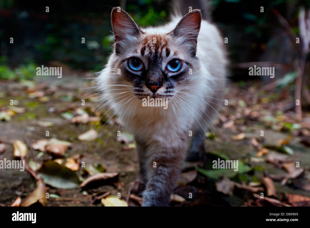 Cat eyes hi-res stock photography and images - Alamy