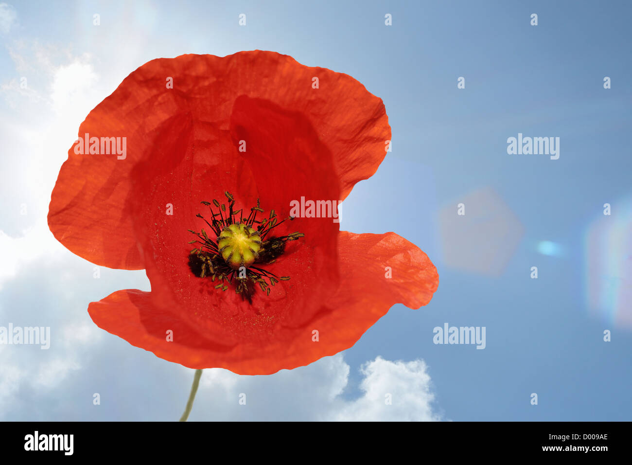 Red corn poppy Stock Photo - Alamy