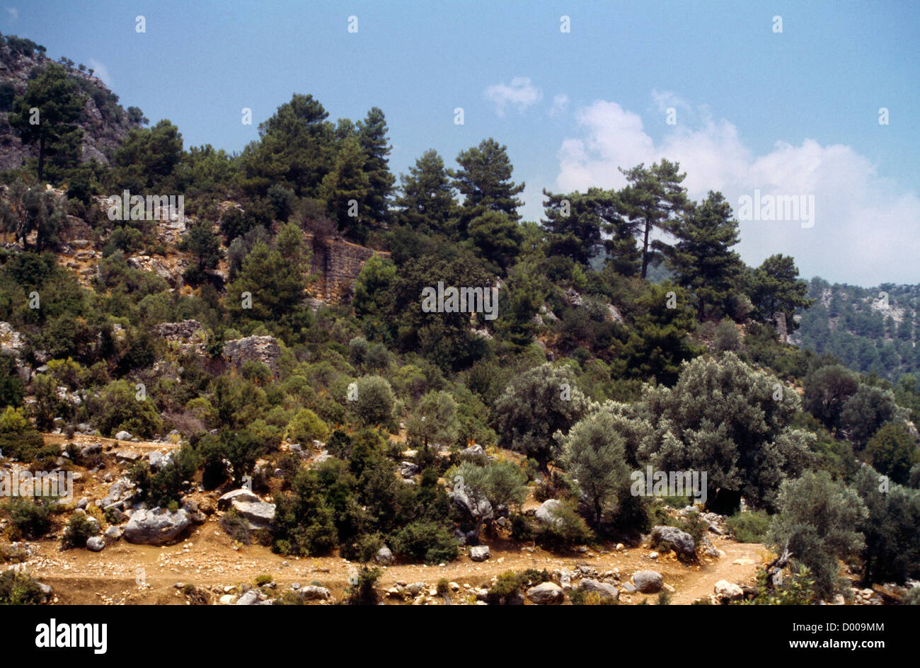 Nr Antalya Turkey Pine Trees Stock Photo - Alamy