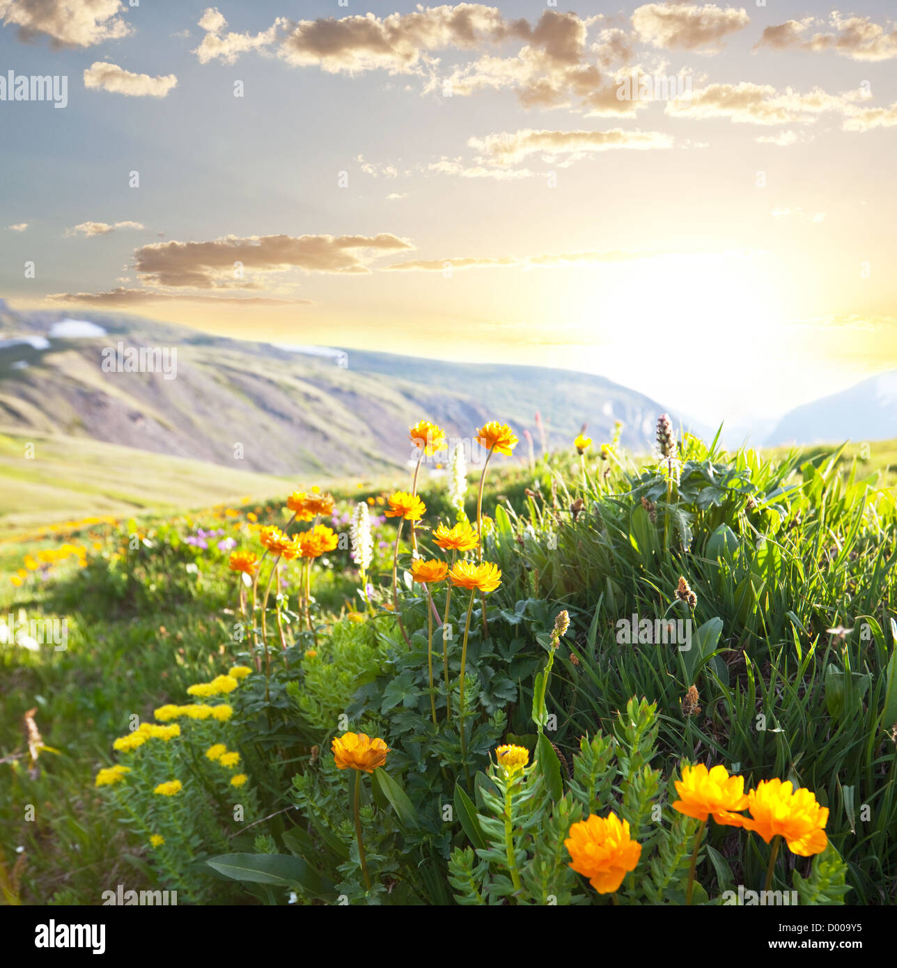 meadow at morning Stock Photo - Alamy