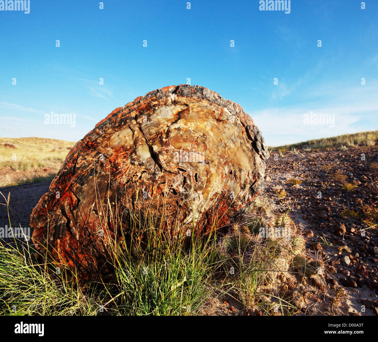 Museum in petrified wood hi-res stock photography and images - Alamy