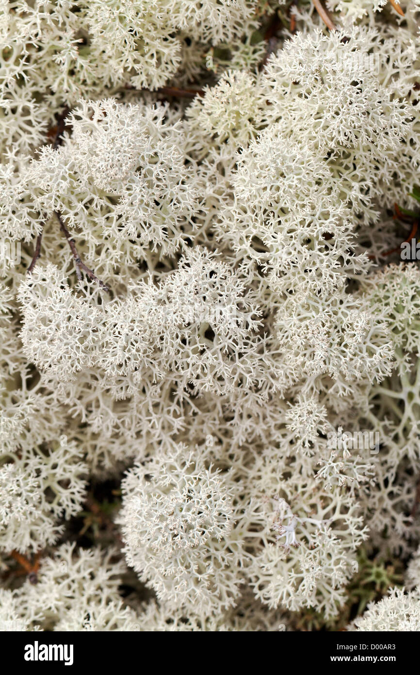 Arctic Caribou Moss