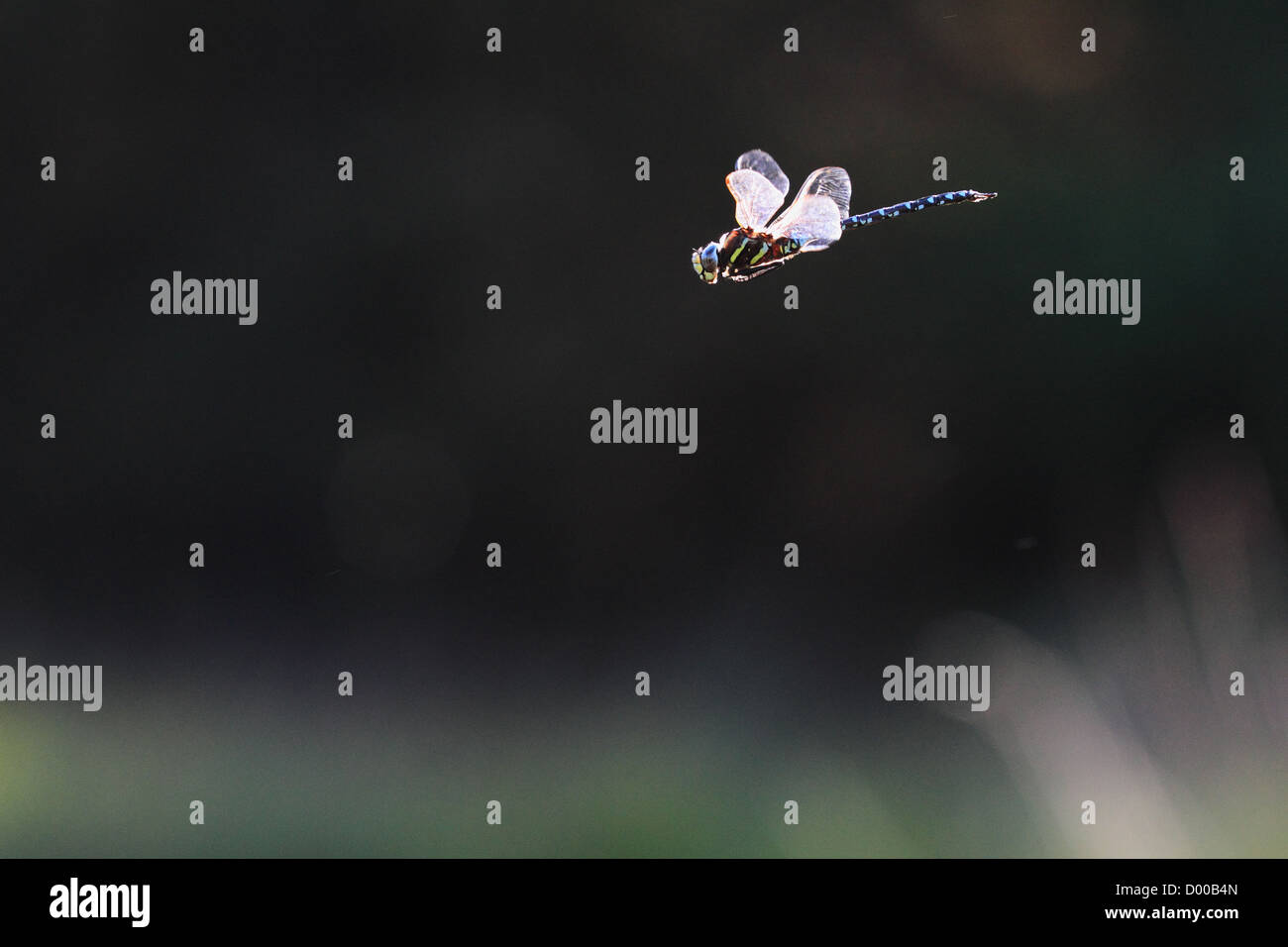 Common hawker sedge darner juncea hi-res stock photography and images ...