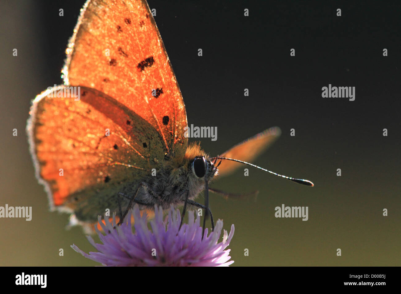 Scarce copper butterflies hi-res stock photography and images - Alamy