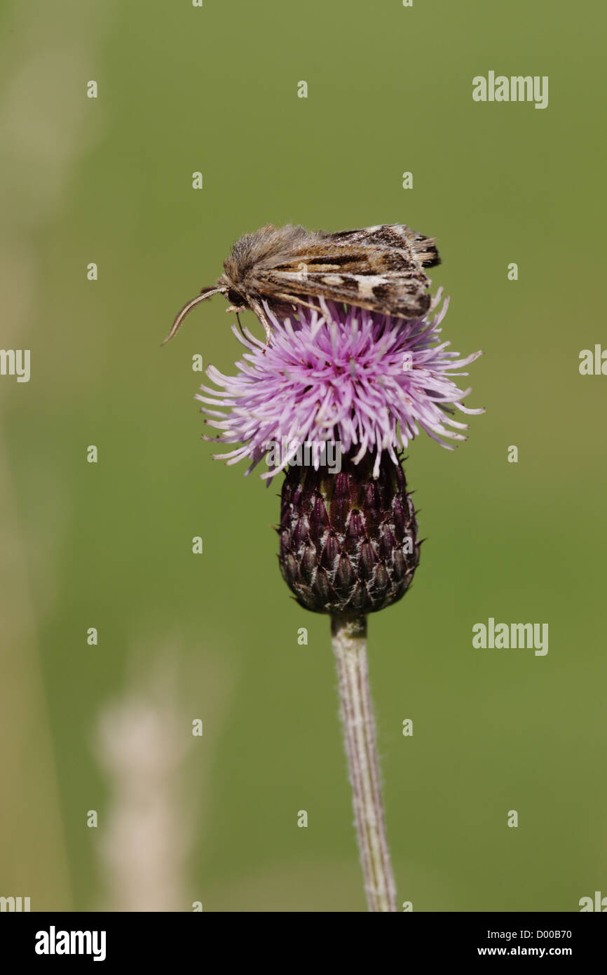 Diurnal moth feeding on a Thistle flower. Photographed at Store ...