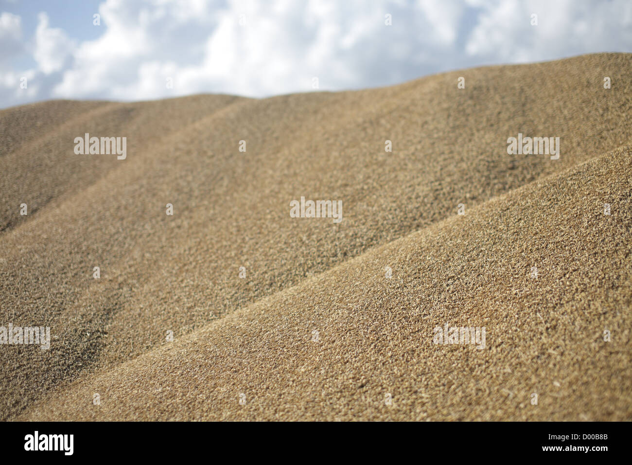 Secale Cereal Stock Photos & Secale Cereal Stock Images - Alamy