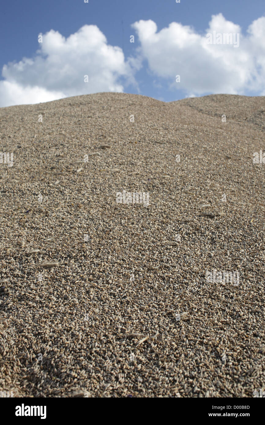 Secale cereale crop hi-res stock photography and images - Alamy