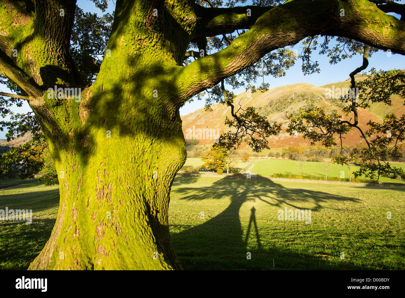 An Oak tree and shadow at hartsop in the Lake District, Cumbria, UK ...
