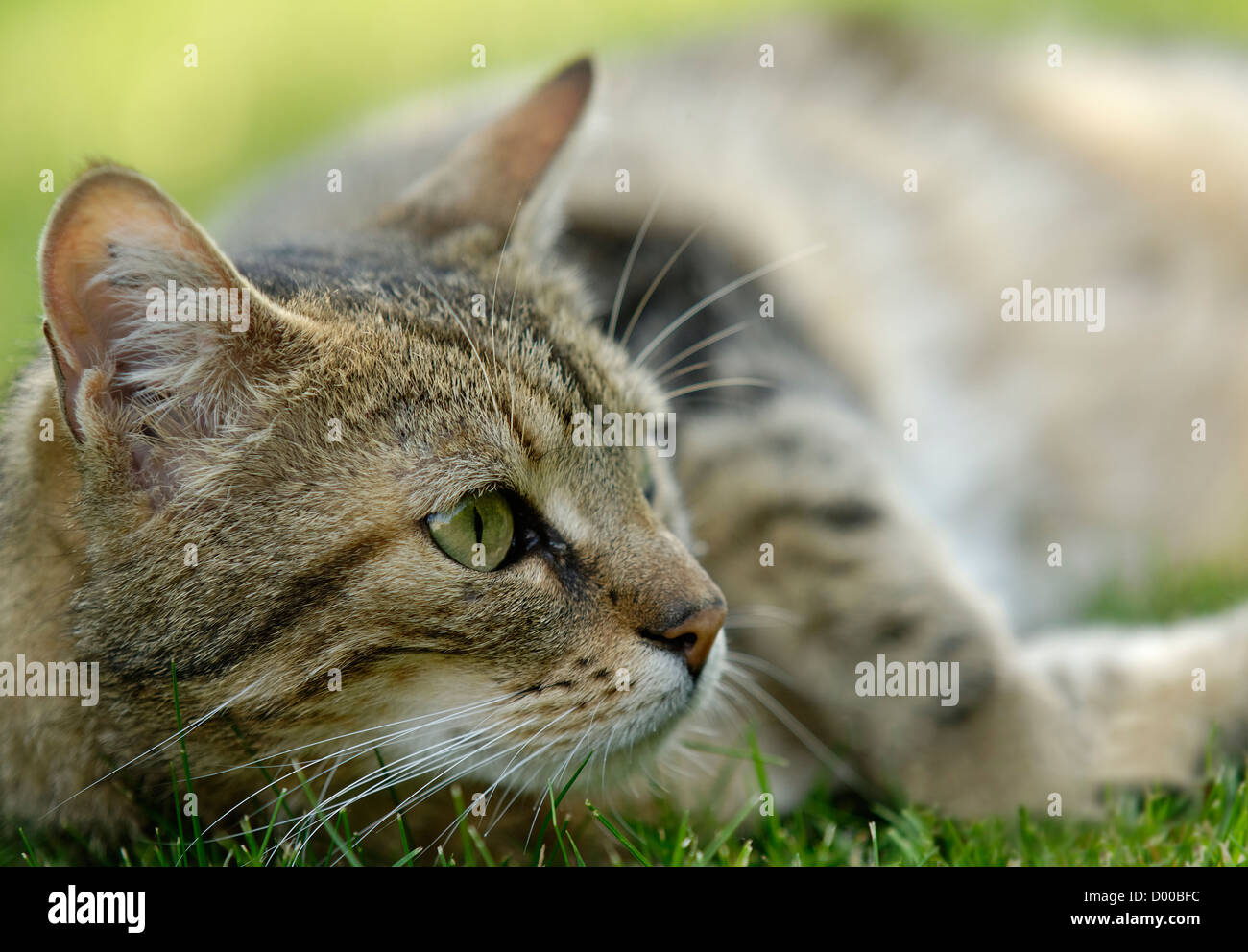 tabby cat portrait Stock Photo - Alamy