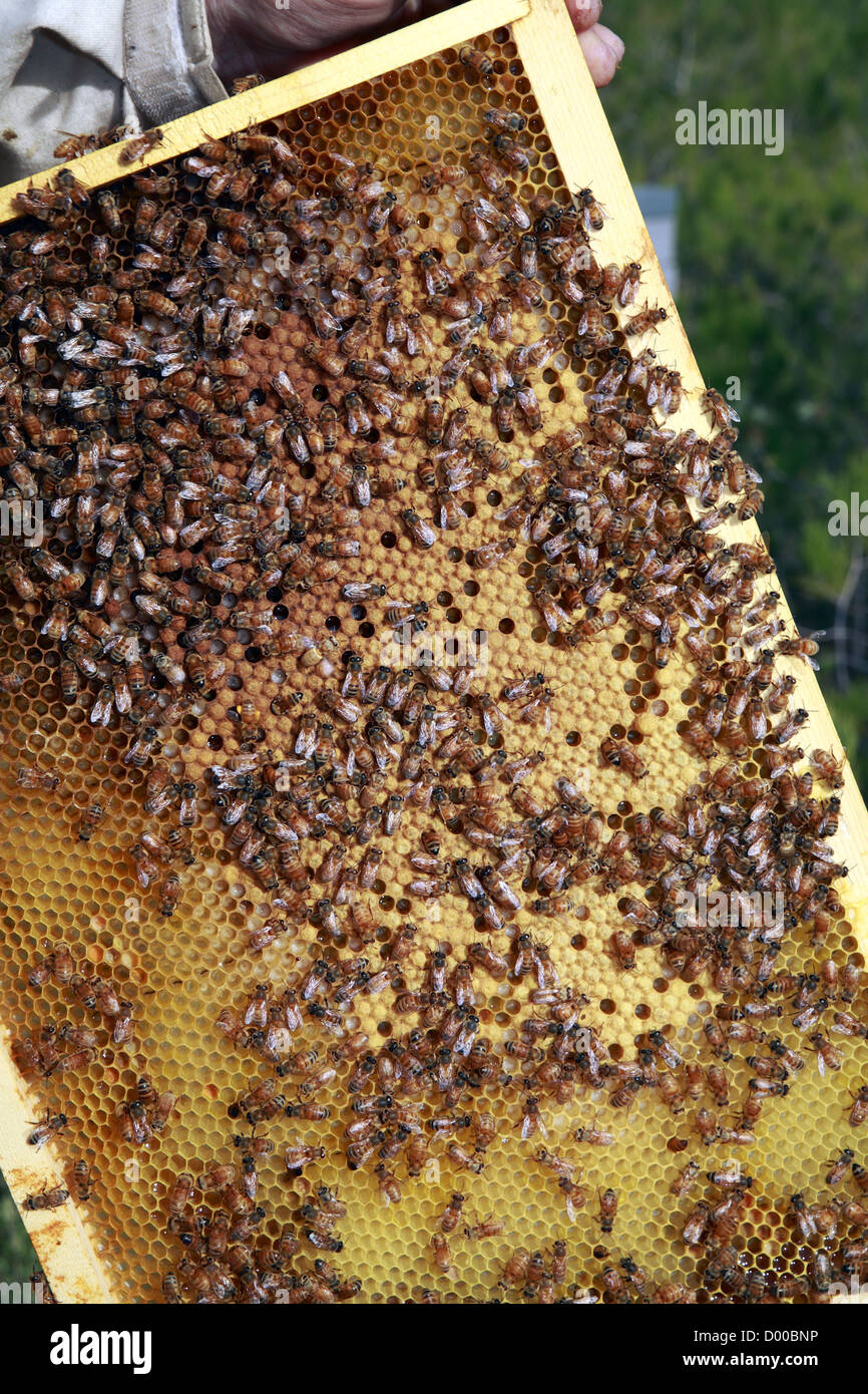 Brood chamber hi-res stock photography and images - Alamy