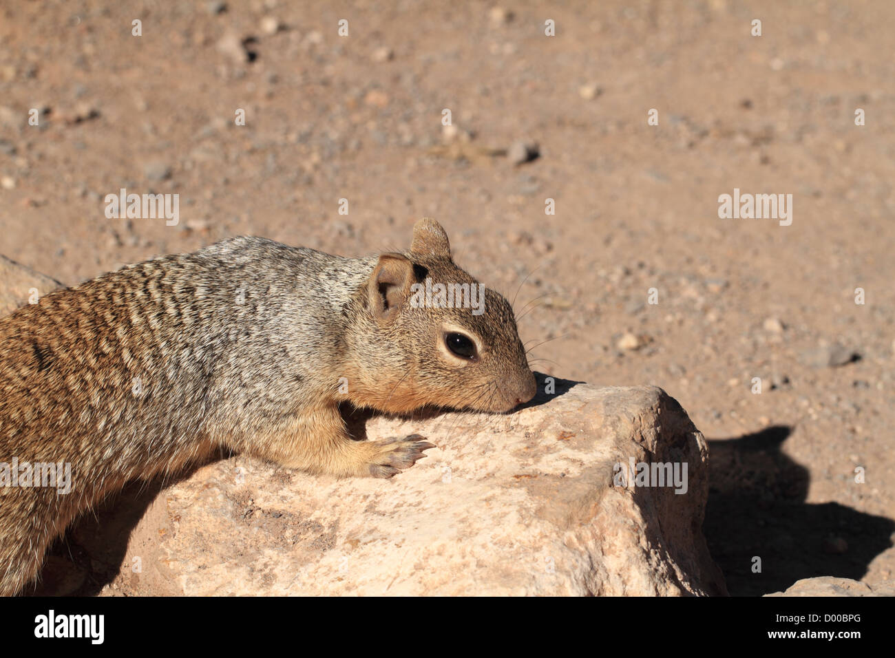 Rock Squirrel (Spermophilus variegatus) at the south rim of Grand ...