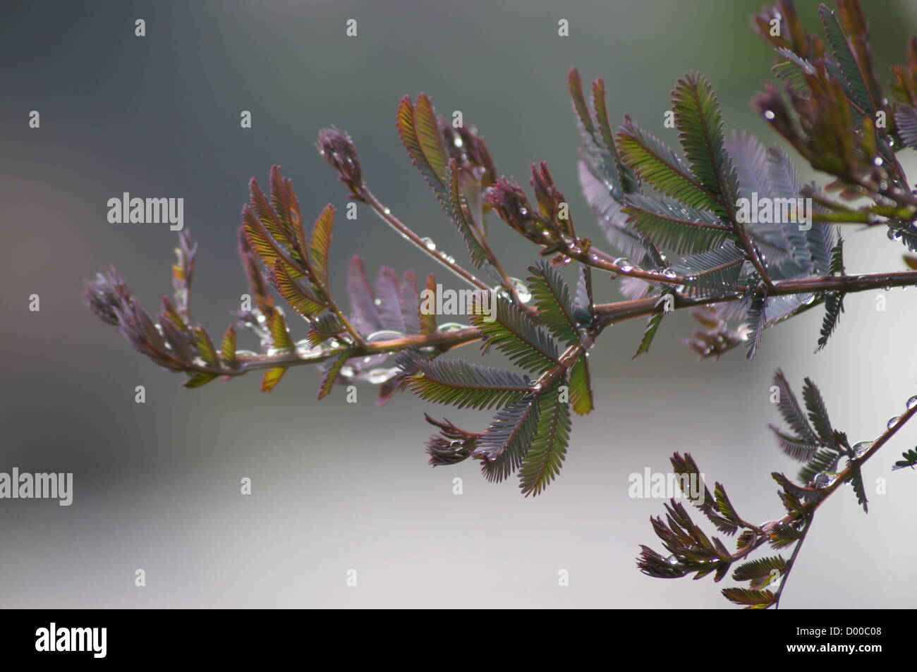 Wet tree leaves detail Stock Photo - Alamy