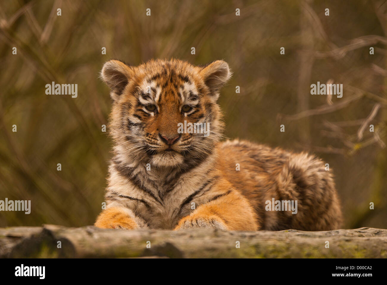 Tiger cub sitting hi-res stock photography and images - Alamy