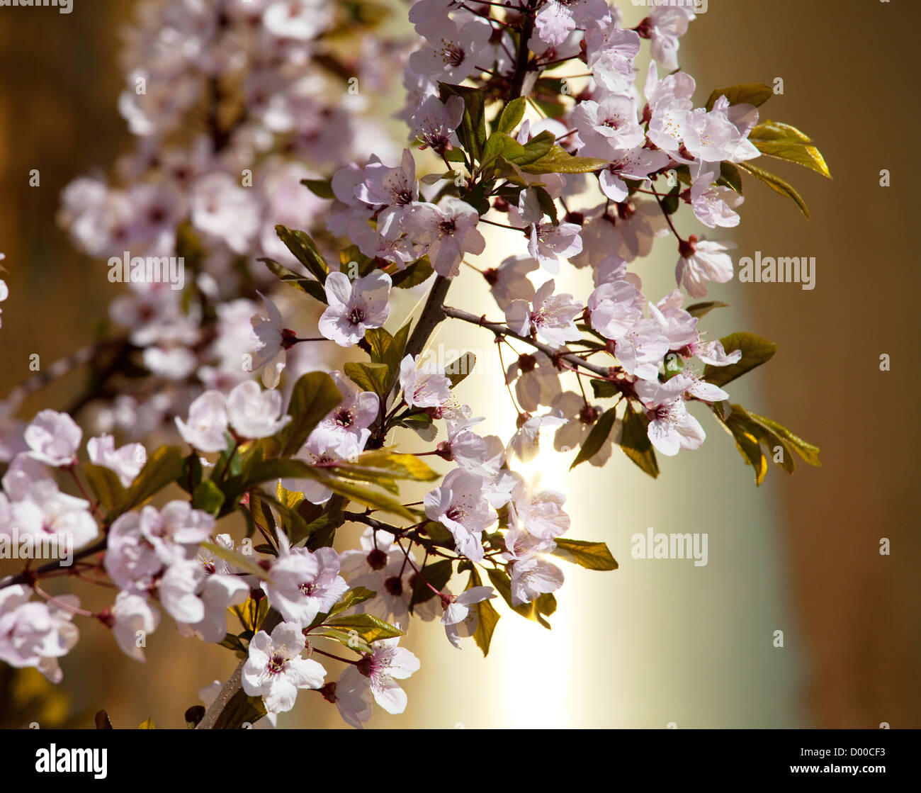 Spring in the garden Stock Photo - Alamy