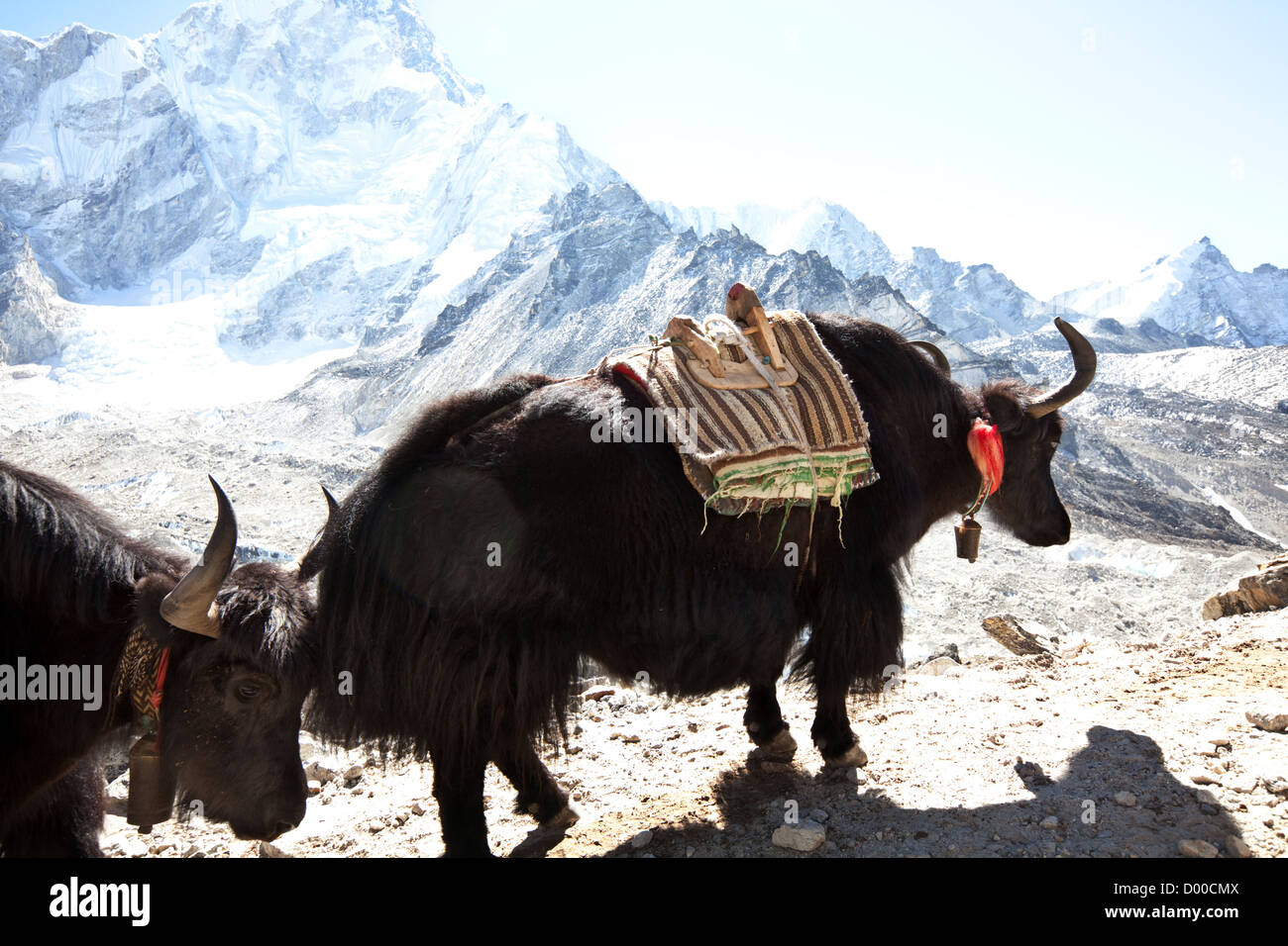 yak in Himalaya Stock Photo - Alamy
