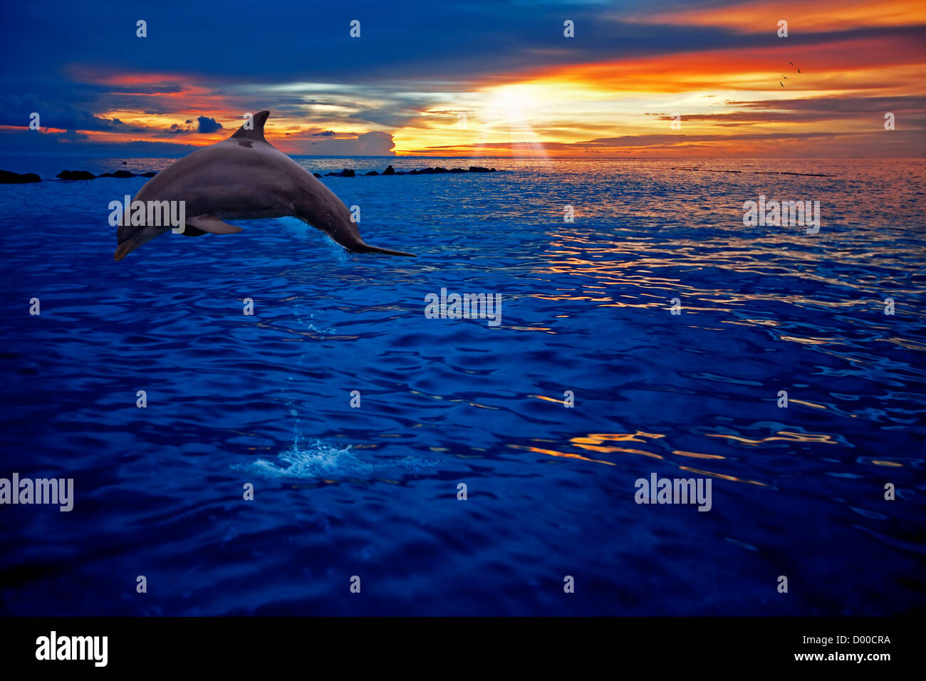 Jumping Dolphin In Sunset