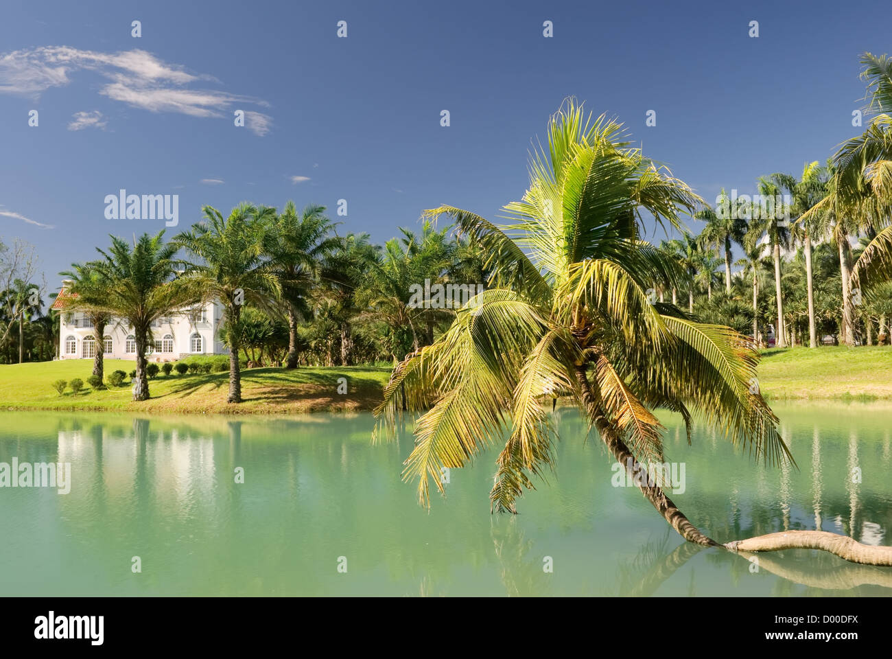Vocation scenery with tropical tree with lake under blue sky Stock ...