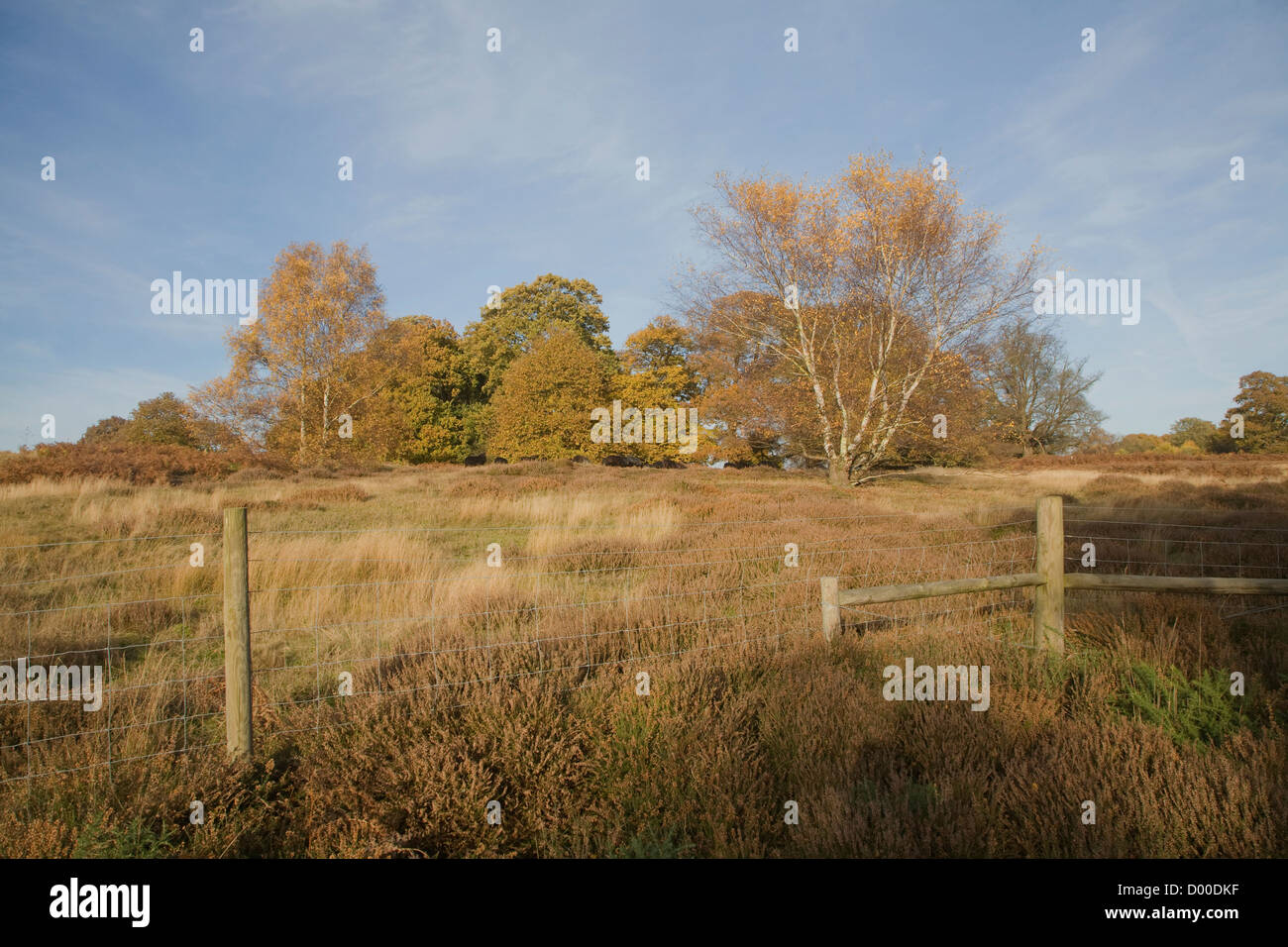 Heathland scenery hi-res stock photography and images - Alamy