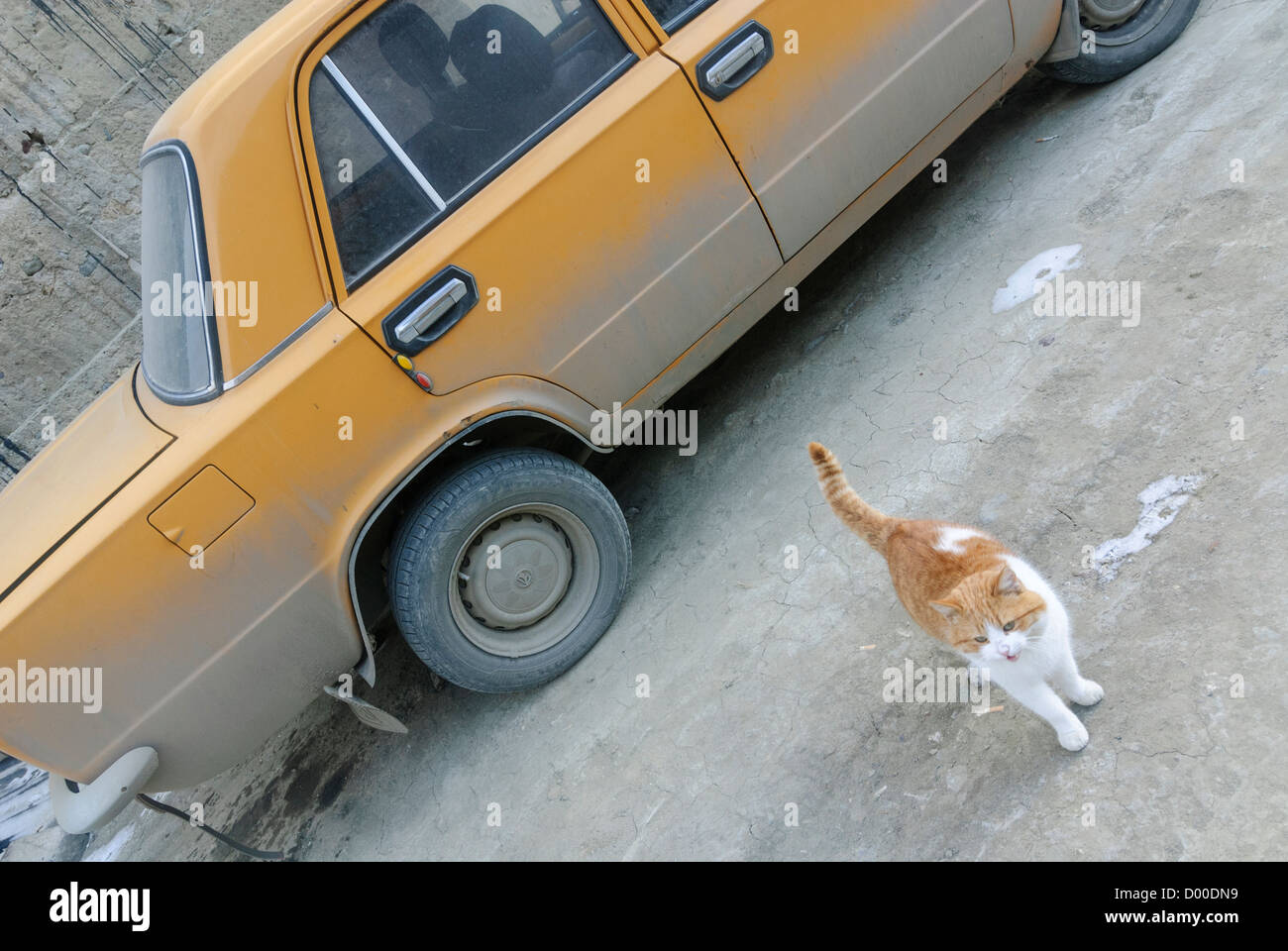 cat car red animal walking tomcat Stock Photo - Alamy