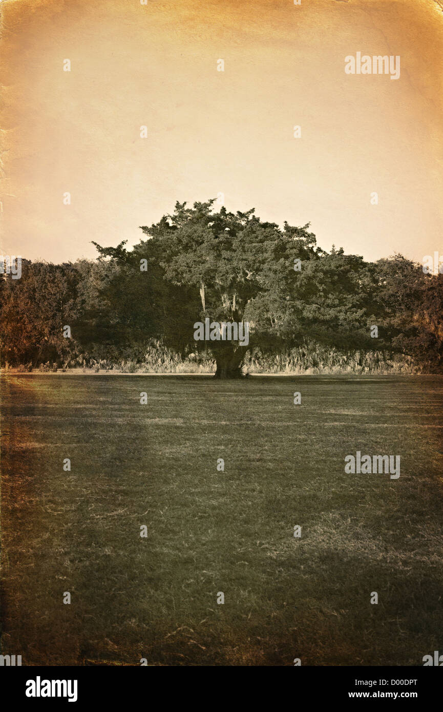 Retro style photo of tree Stock Photo - Alamy