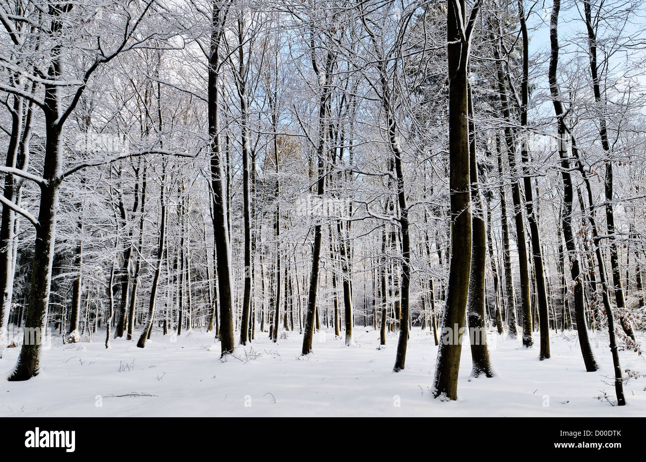 a snowy forest Stock Photo - Alamy