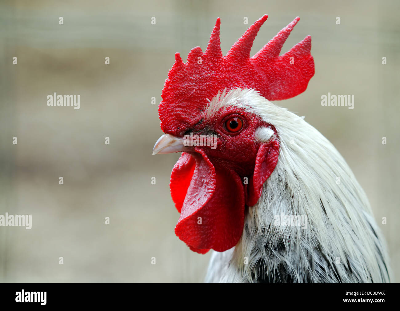 a rooster portrait Stock Photo - Alamy