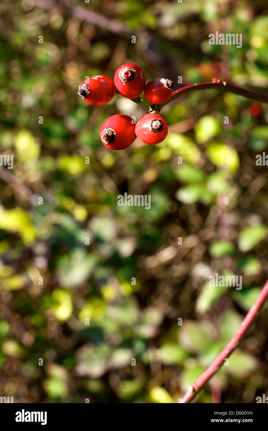 Red Rose Hip Haws berries growing in a Surrey hedgerow in November ...
