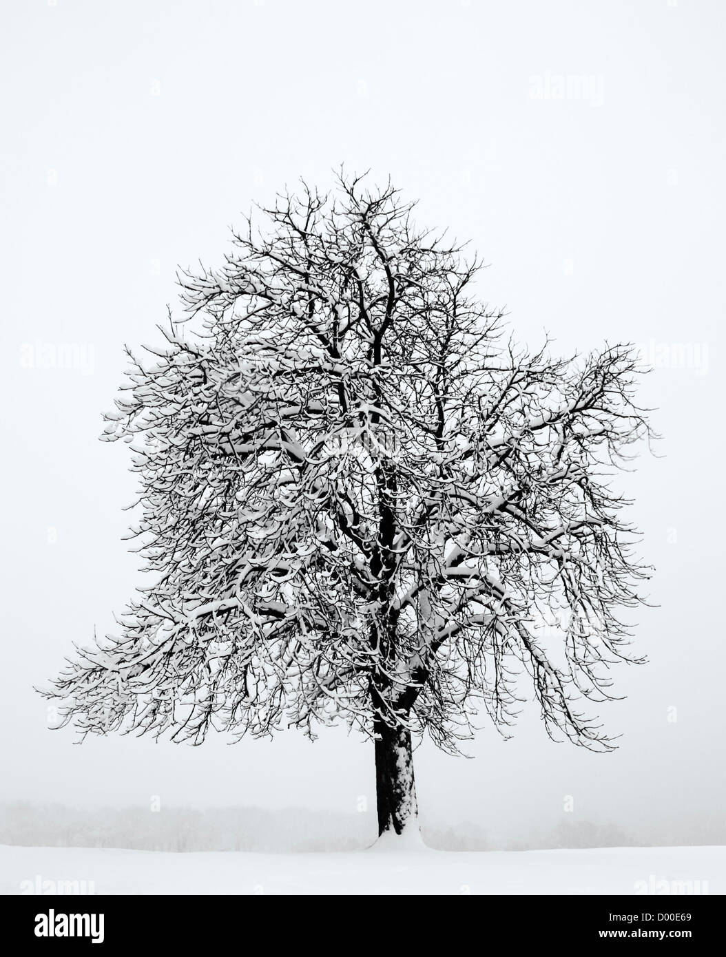 Alone tree in the snow Stock Photo - Alamy