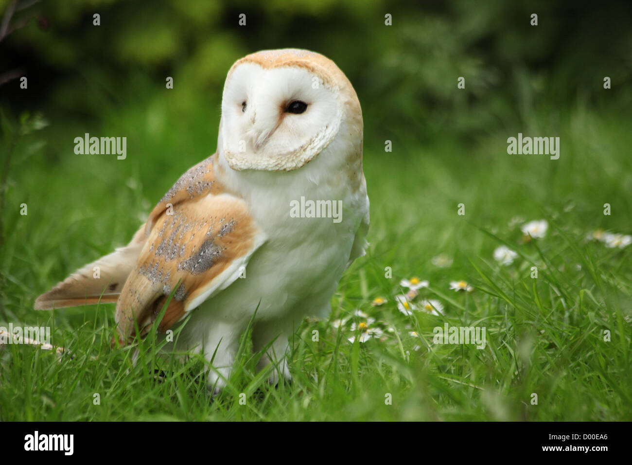 Barn Owl in Daisy's Stock Photo - Alamy